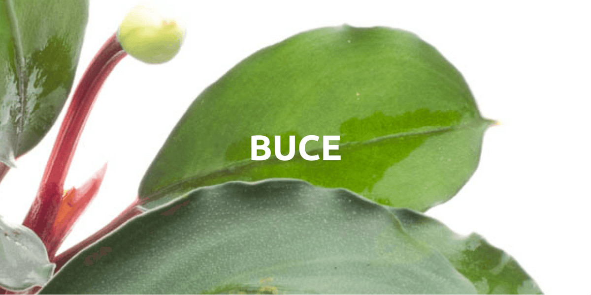 Buce – SubstrateSource