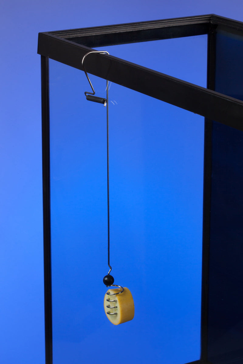 The Pleco Feeder – SubstrateSource