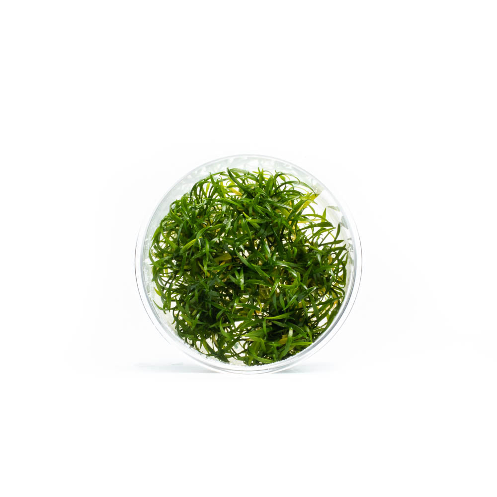 Cryptocoryne Parva Tissue Culture (Mini) – SubstrateSource