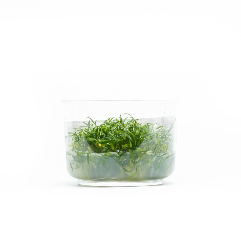 Cryptocoryne Parva Tissue Culture (Mini) – SubstrateSource