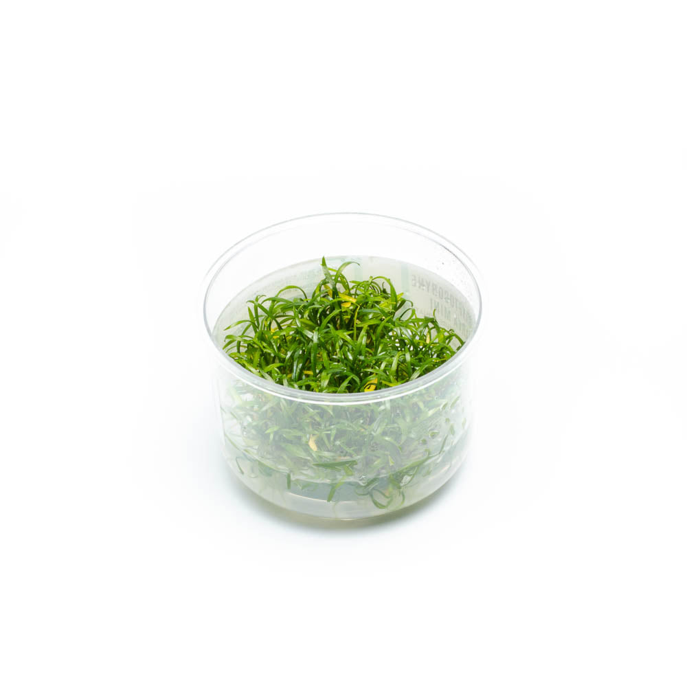 Cryptocoryne Parva Tissue Culture (Mini) – SubstrateSource