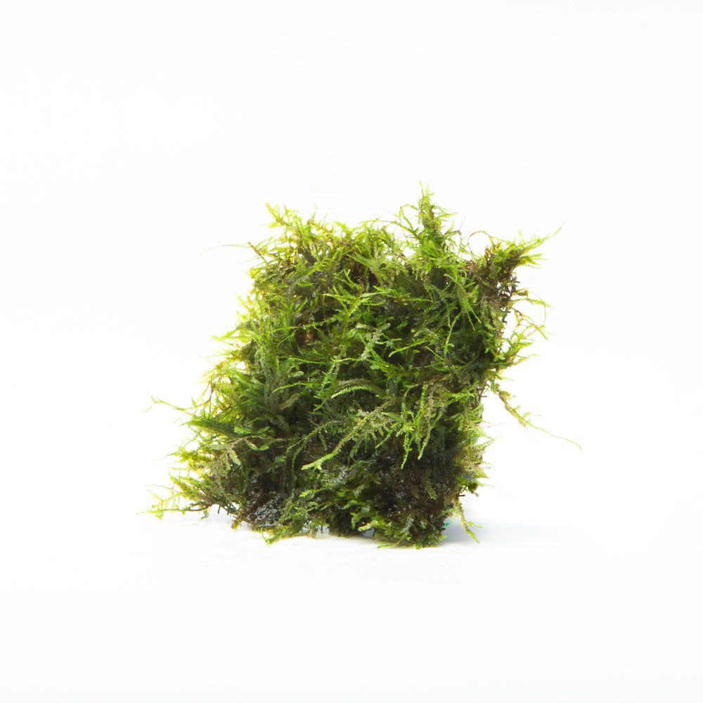Moss – SubstrateSource