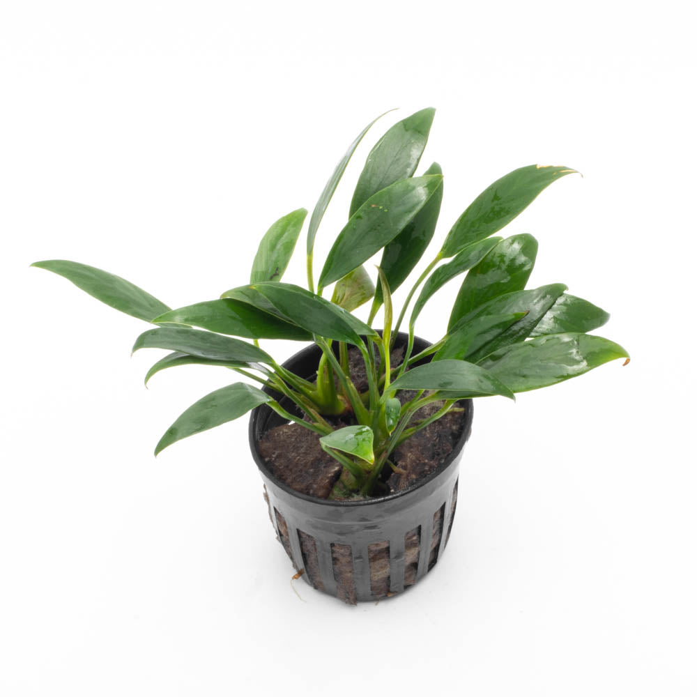 Anubias Congensis 'Mini' – SubstrateSource