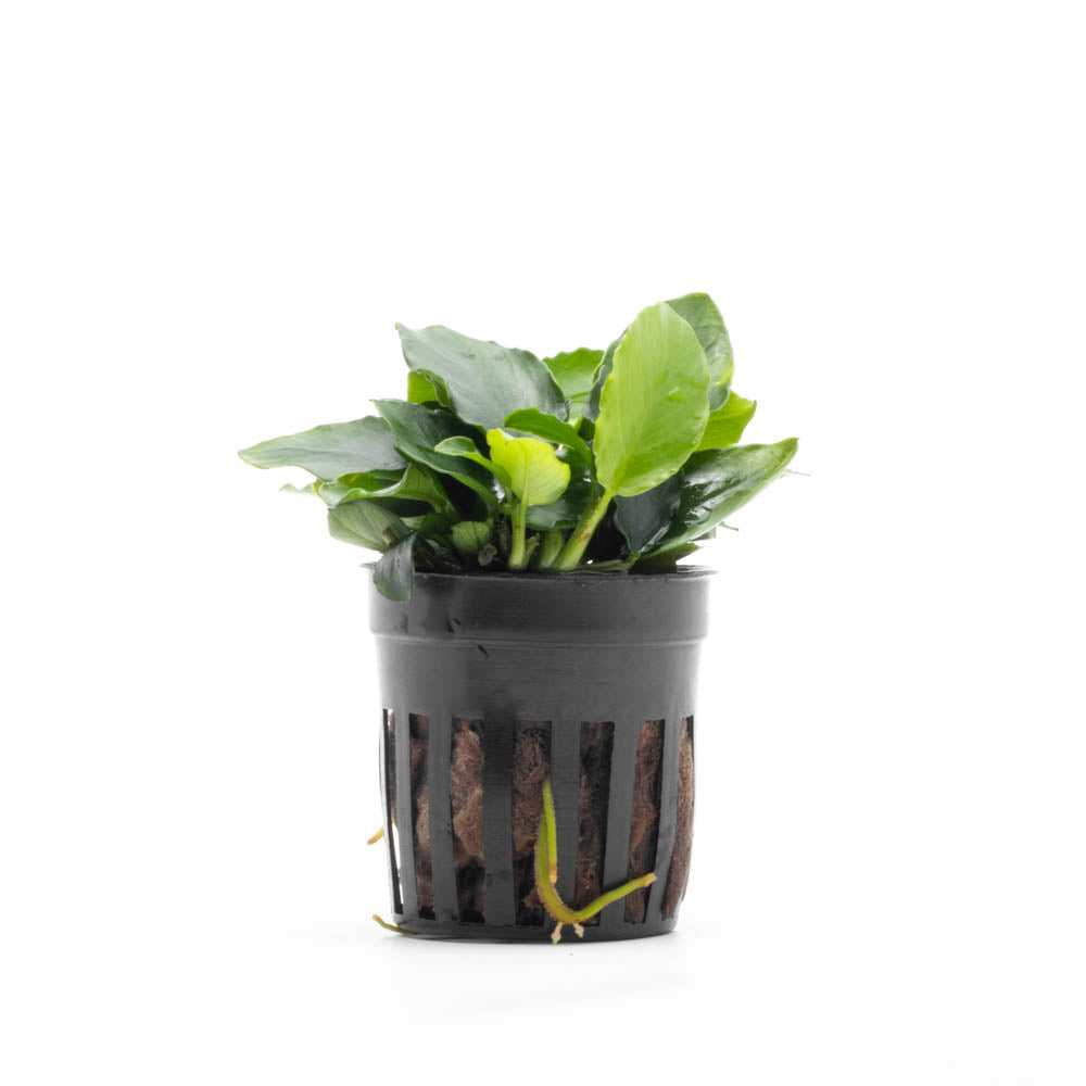 Anubias Nana ''Long Wavy'' – SubstrateSource