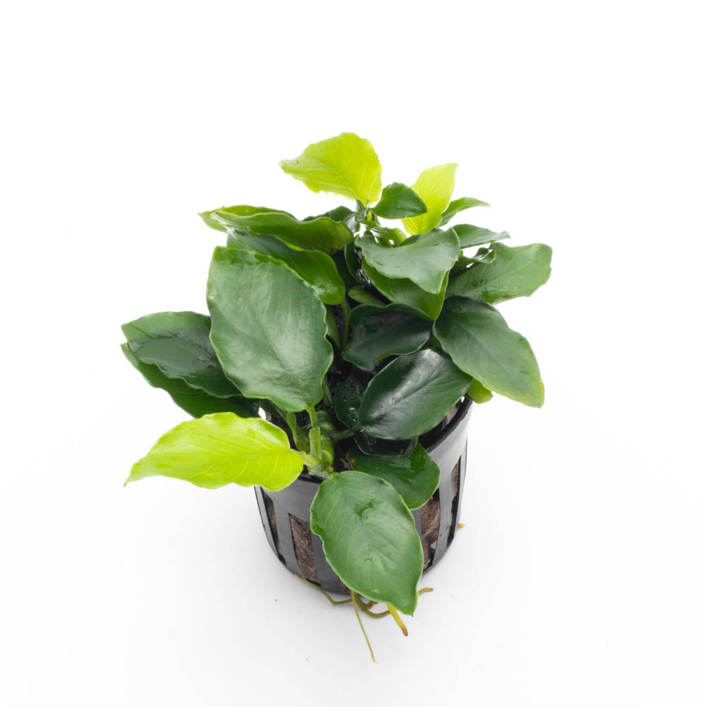 Anubias Nana ''Long Wavy'' – SubstrateSource