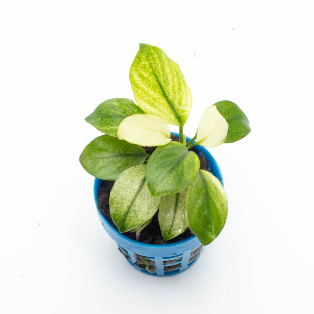 Anubias Sp. Broad White – SubstrateSource