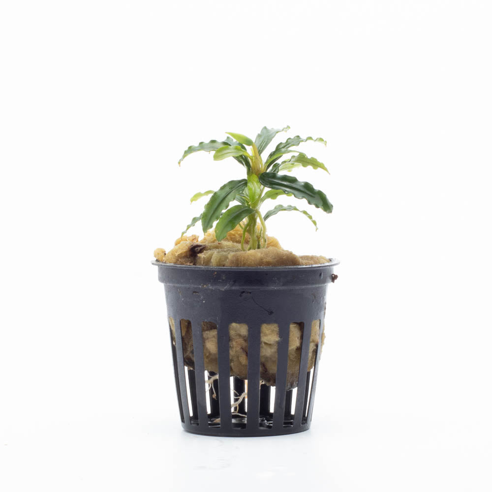 Bucephalandra Biblis Blue Sky – SubstrateSource