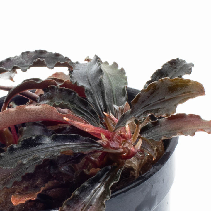 Bucephalandra Godzilla (Kedagang Red) – Substrate Source