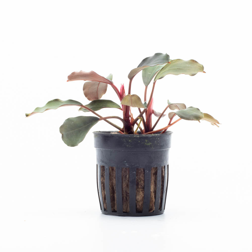 Bucephalandra Green Broad Leaf – SubstrateSource