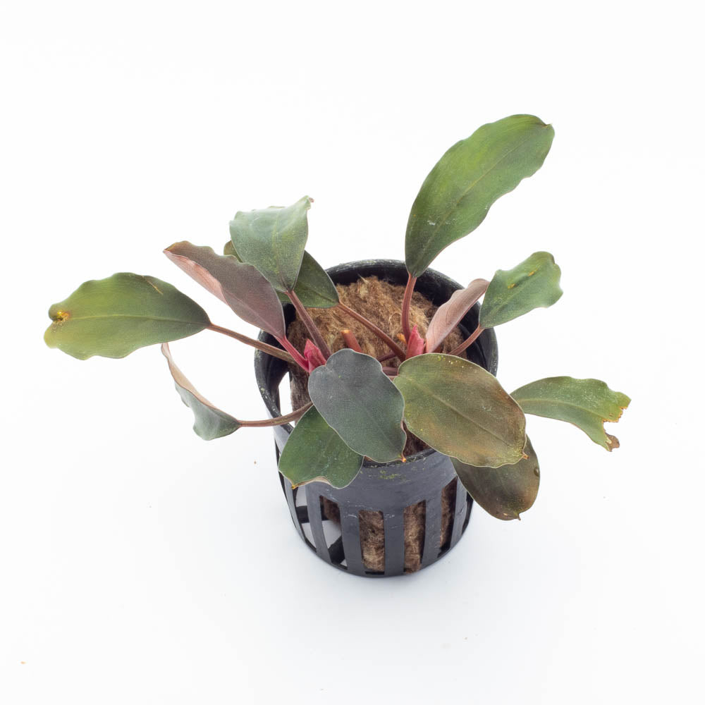 Bucephalandra Green Broad Leaf – SubstrateSource