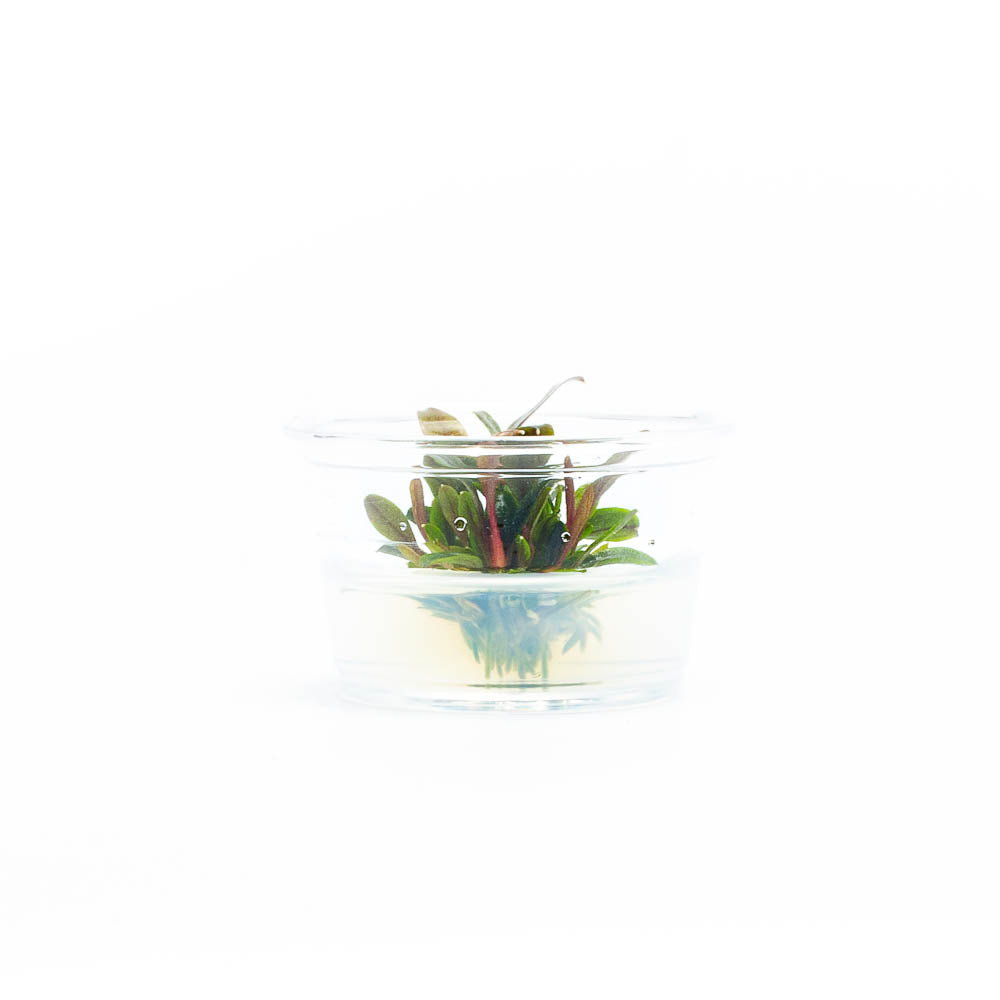 Bucephalandra Red Mini UNS Tissue Culture – SubstrateSource