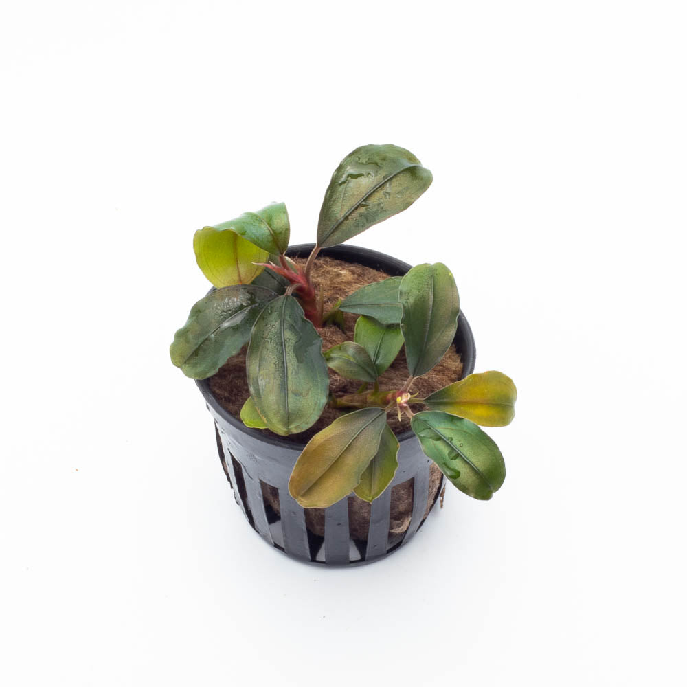 Bucephalandra Theia – SubstrateSource