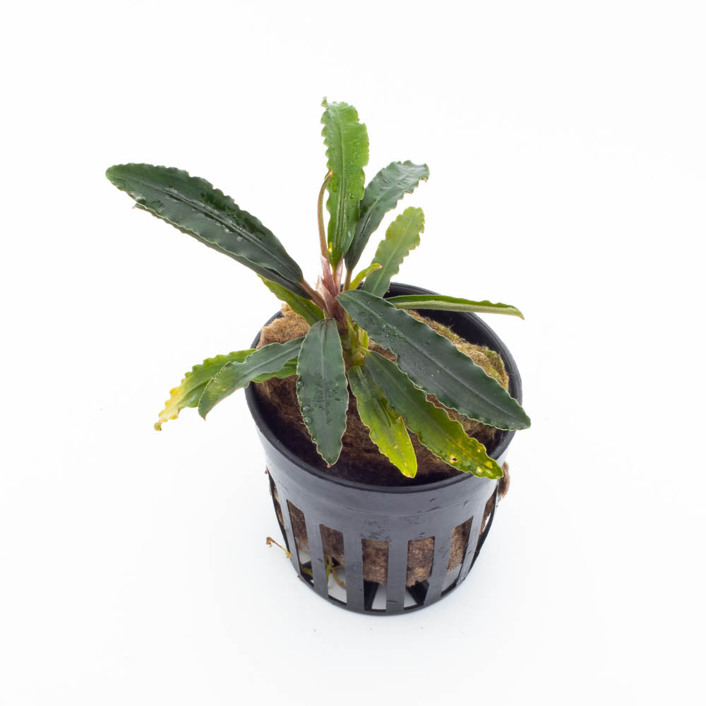 Bucephalandra Velvet – SubstrateSource