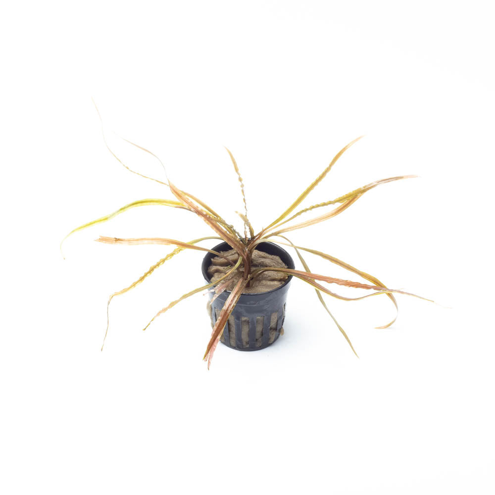 Cryptocoryne Retrospiralis – SubstrateSource