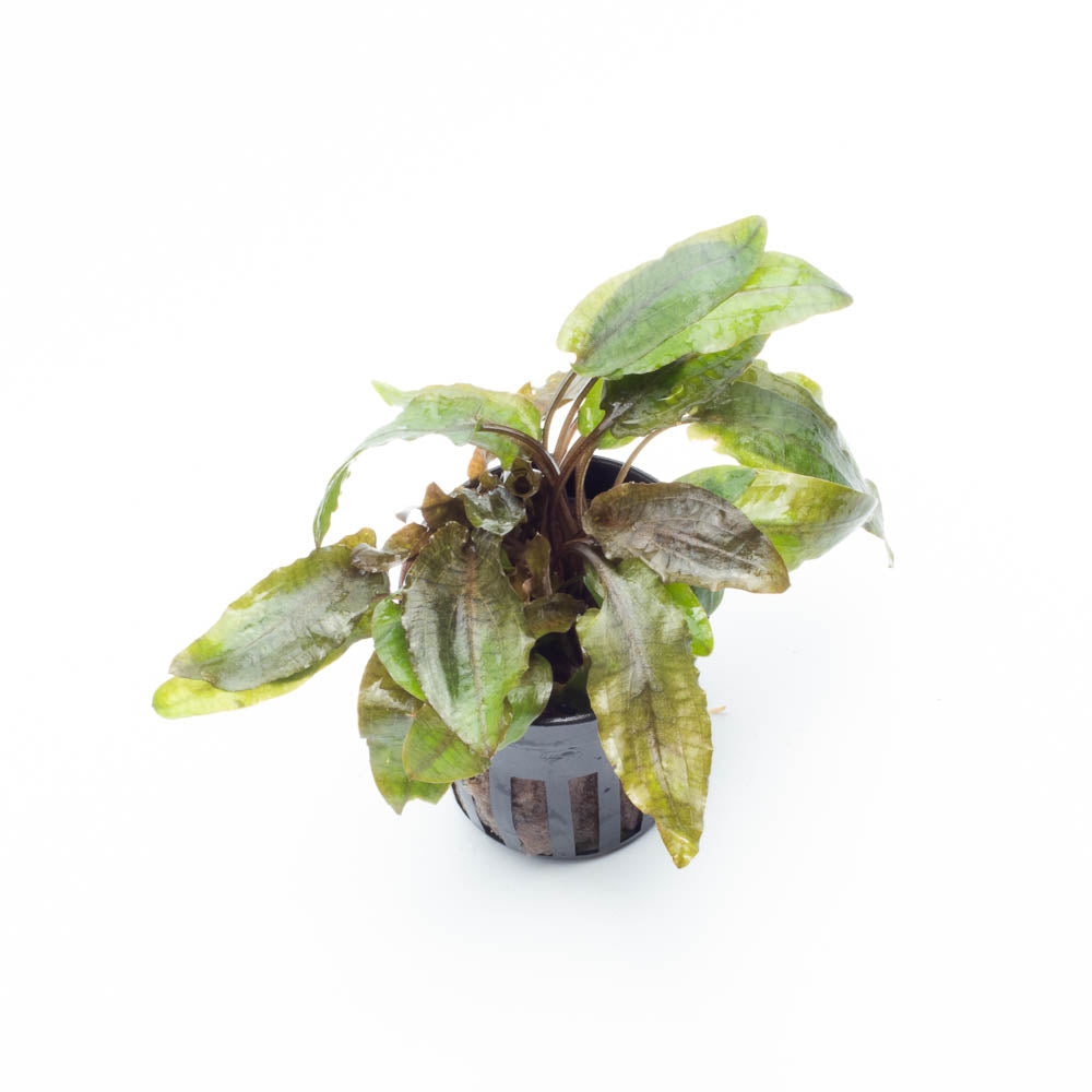 Cryptocoryne 'Tropica' – SubstrateSource