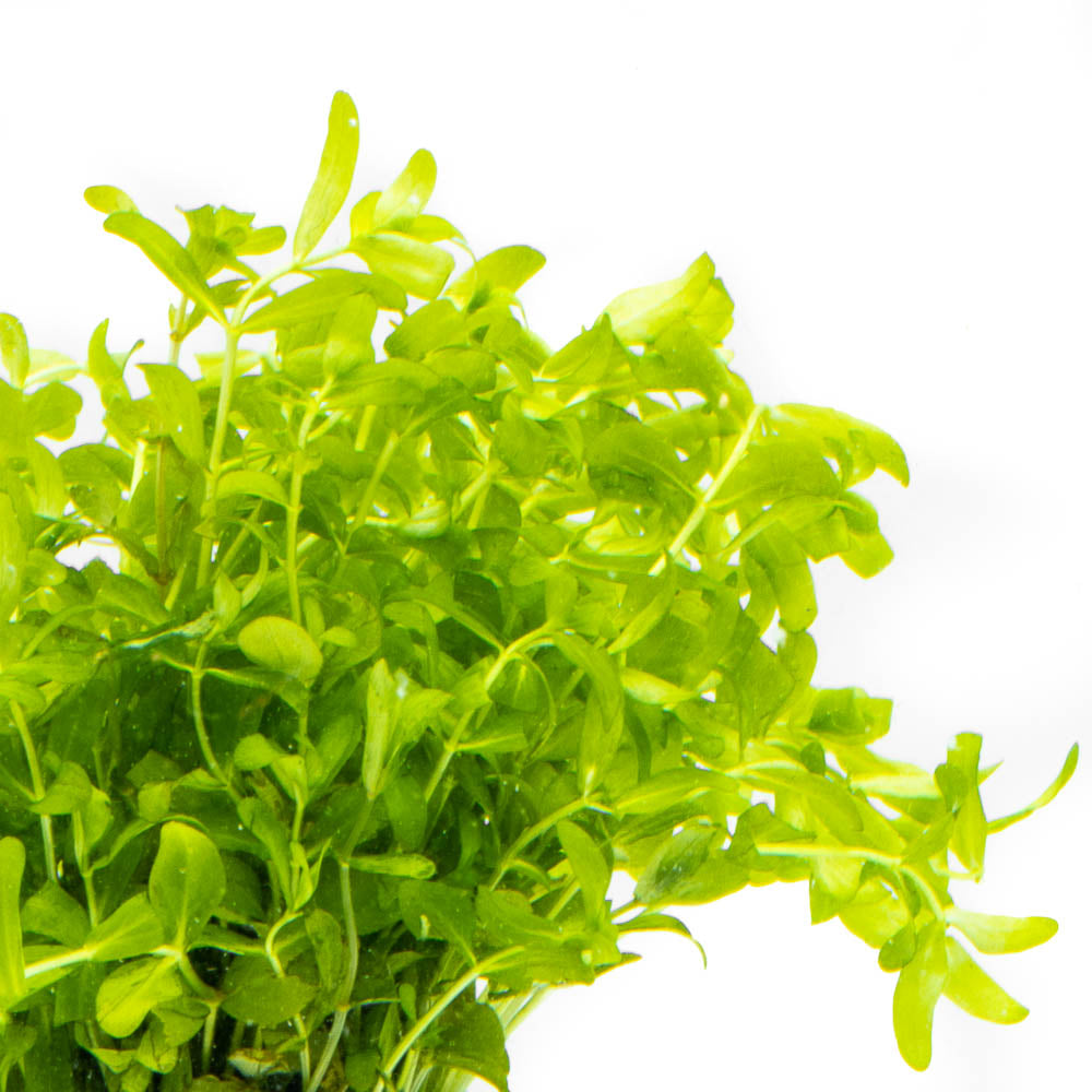 Micranthemum Micranthemoides (Pearlweed) – SubstrateSource