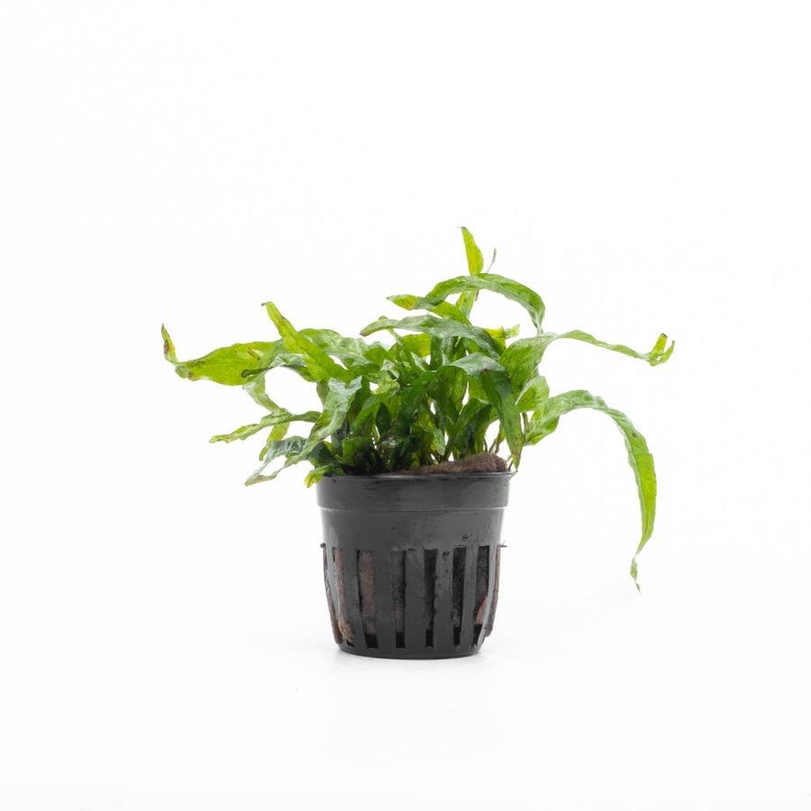 Microsorum Pteropus Narrow Mini – SubstrateSource