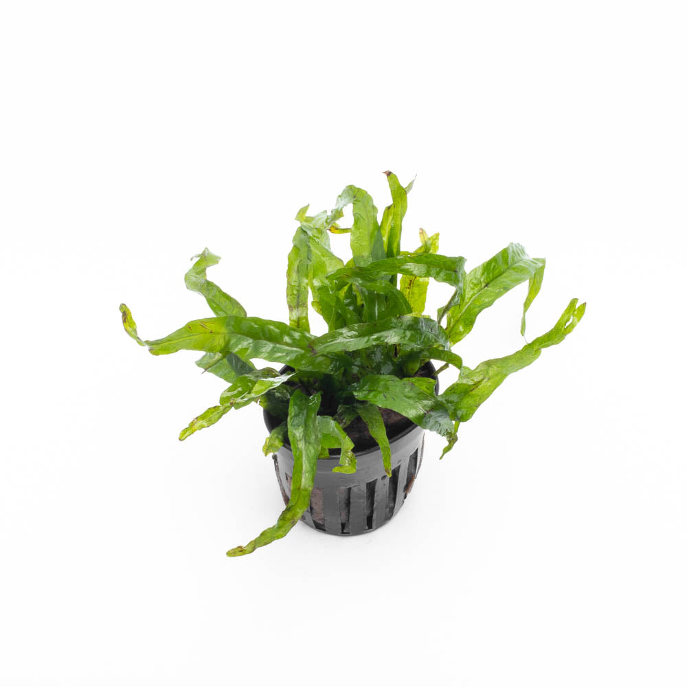 Microsorum Pteropus Narrow Mini – SubstrateSource