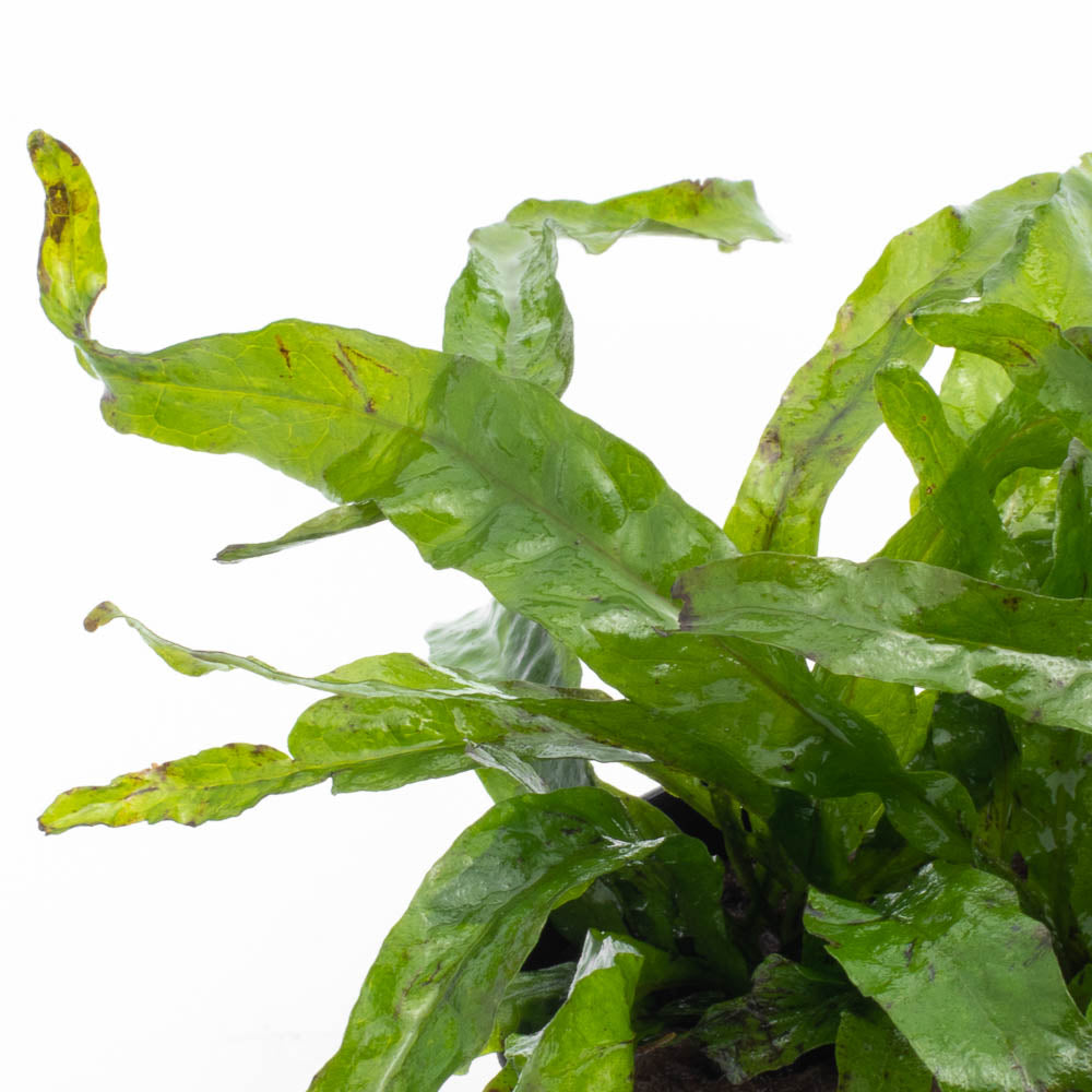 Microsorum Pteropus Narrow Mini – SubstrateSource