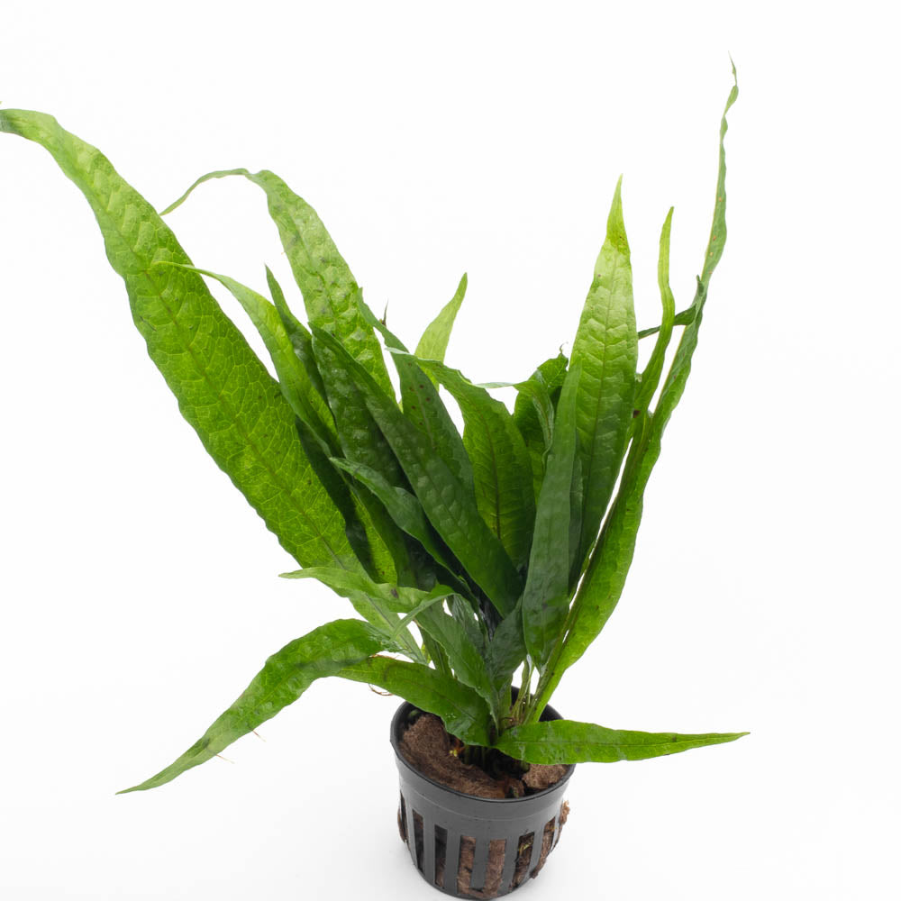 Microsorum Pteropus Philippine – SubstrateSource