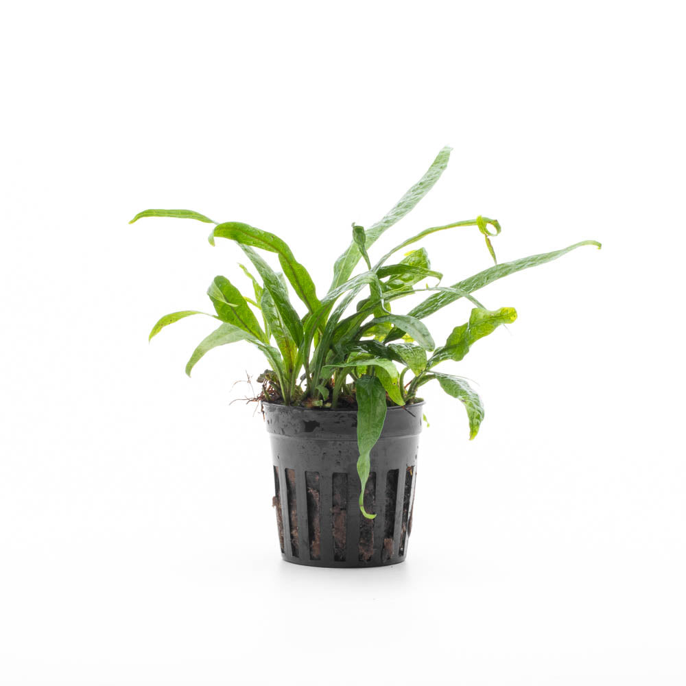 Microsorum Pteropus Philippine Mini – Substrate Source