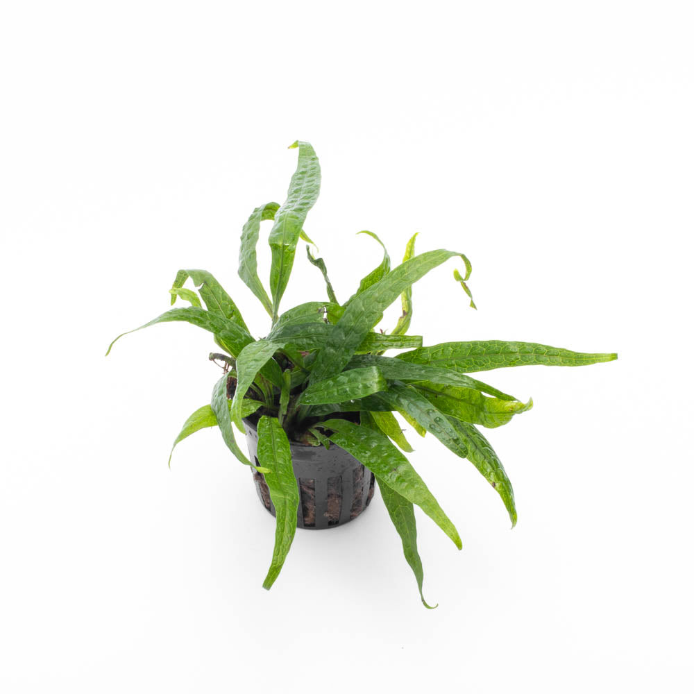 Microsorum Pteropus Philippine Mini – Substrate Source