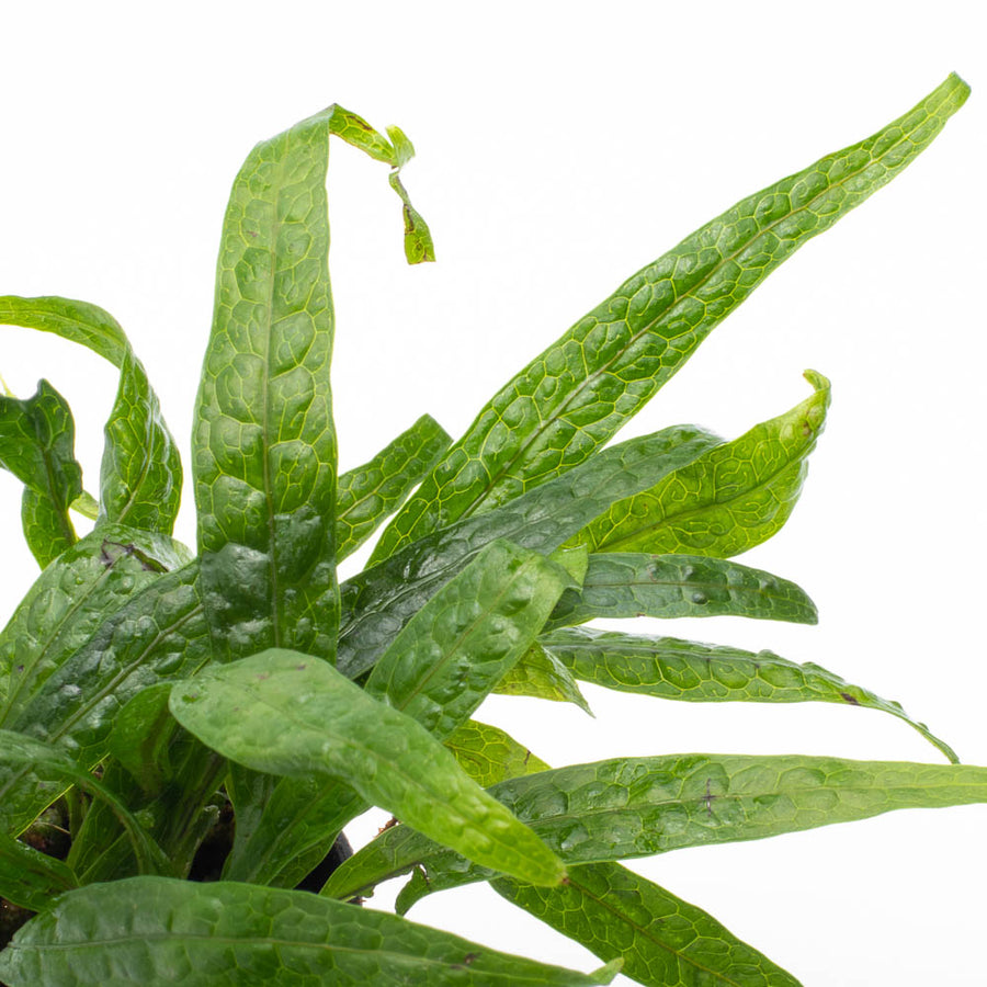 Microsorum Pteropus Philippine Mini – Substrate Source